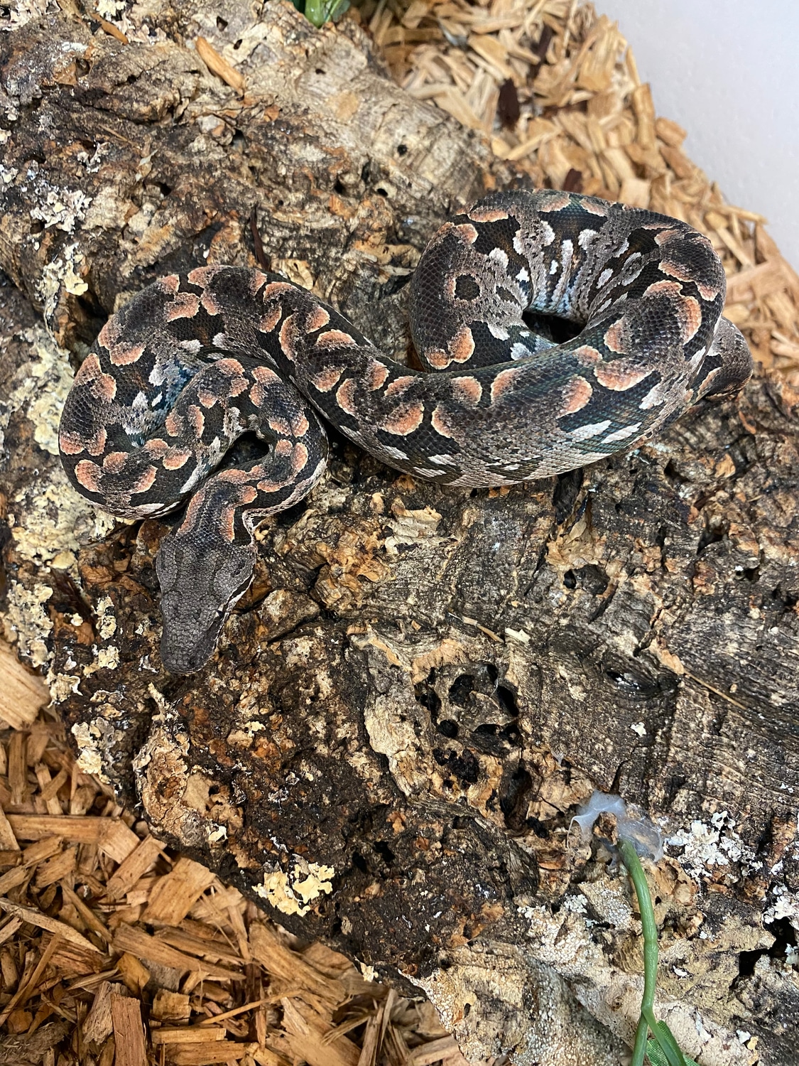 Dumerils Boa More Boa by The Reptile Shop - MorphMarket