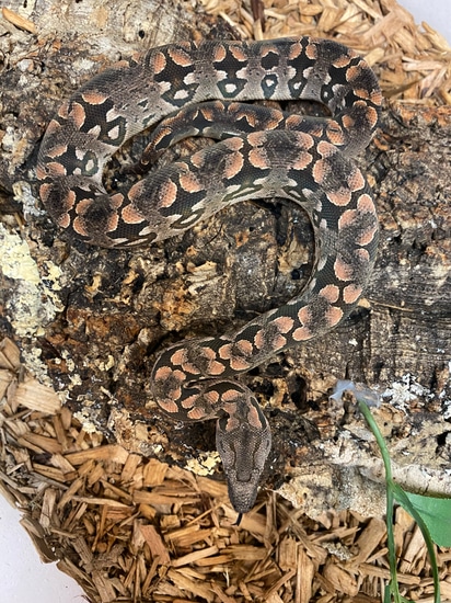 Dumerils Boa More Boa by The Reptile Shop