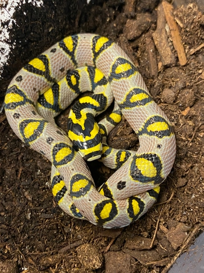 Yellow Phase Mandarin Mandarin Rat Snake by The Reptile Shop