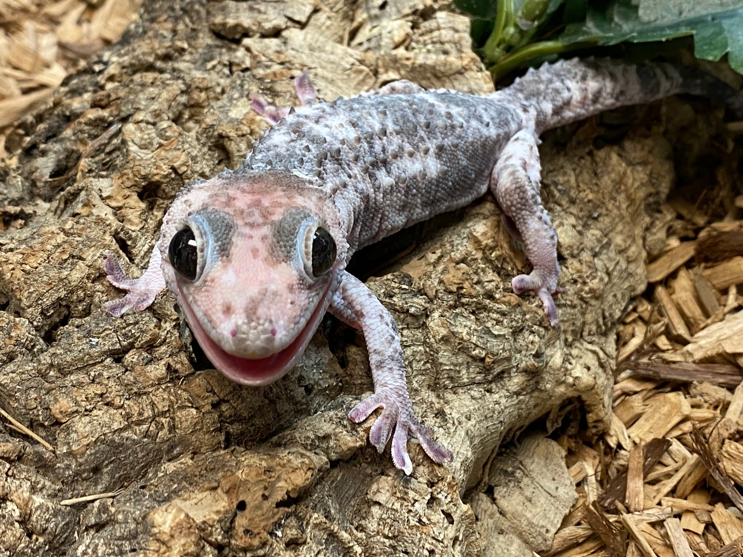 Pied Tokay Gecko by The Reptile Shop - MorphMarket