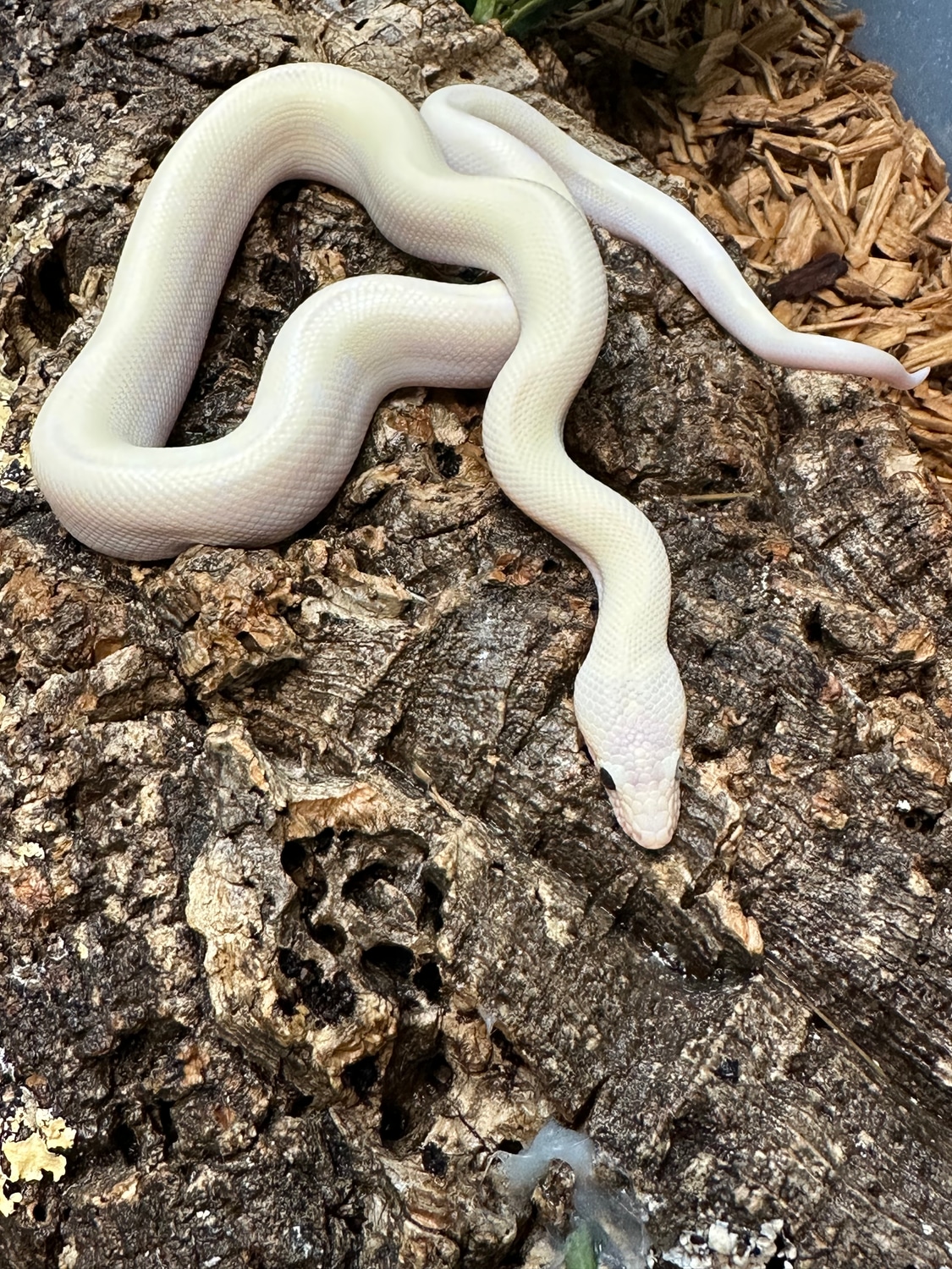 Leucistic Colombian Rainbow Boa (2 Different Eyes) by The Reptile Shop ...
