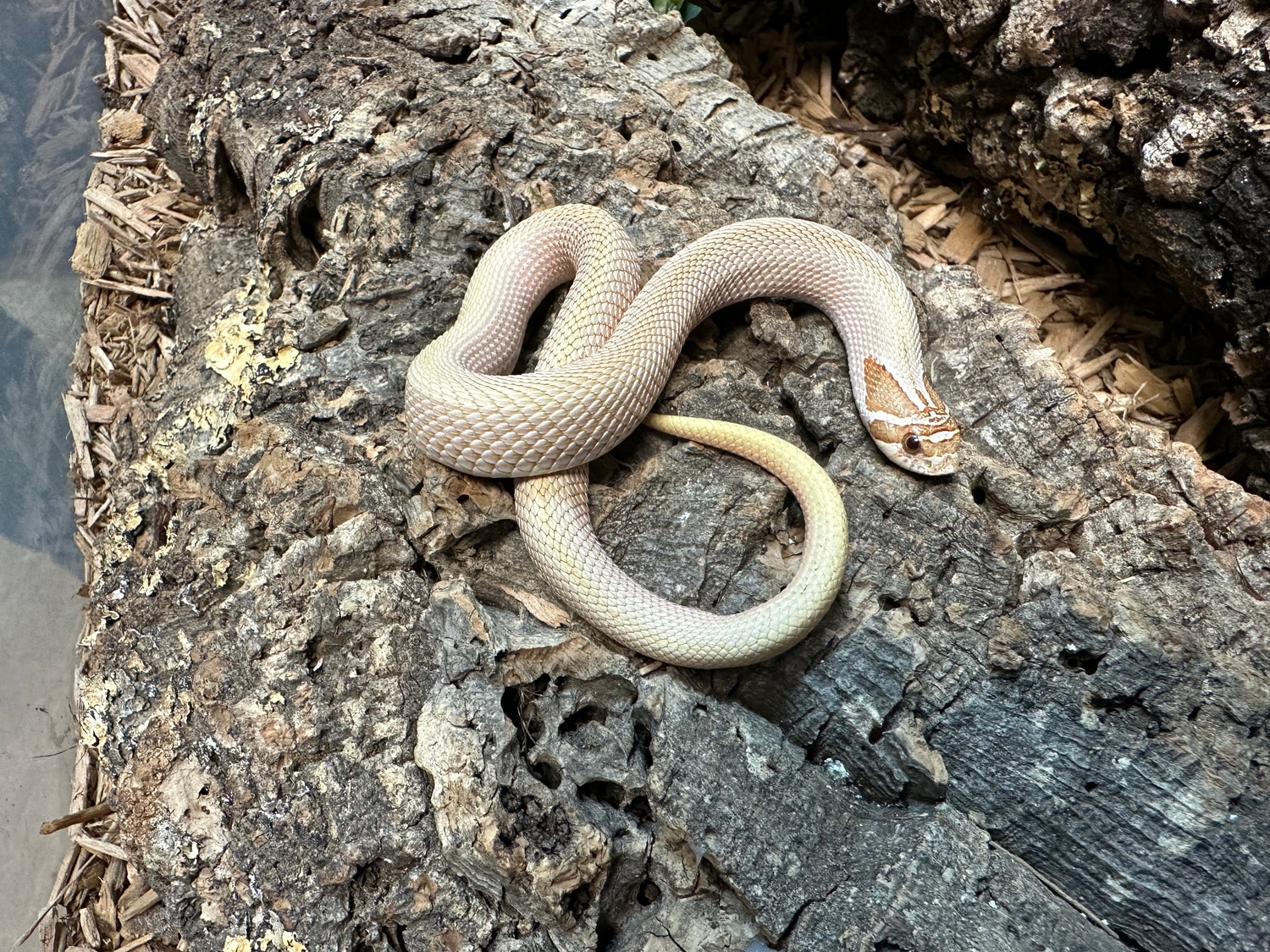 Hypo Super Conda 100% Het Frost Western Hognose by The Reptile Shop ...