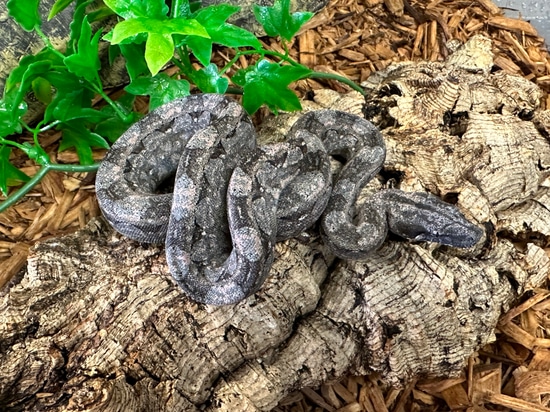 High Pink Argentine Boa Argentine Boa Constrictor by The Reptile Shop