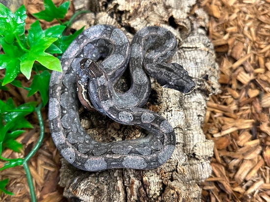 High Pink Argentine Boa Argentine Boa Constrictor by The Reptile Shop