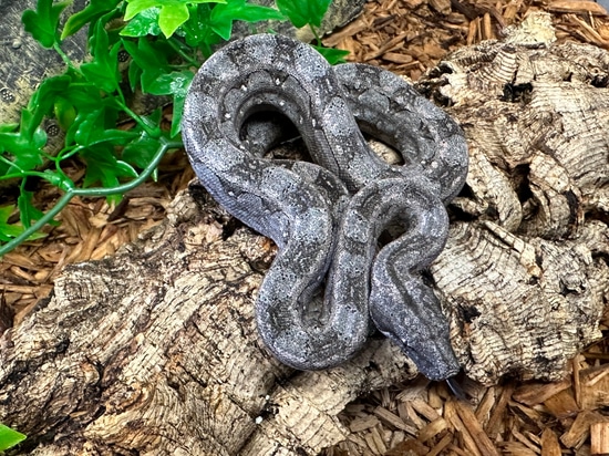 High Pink Argentine Boa Argentine Boa Constrictor by The Reptile Shop