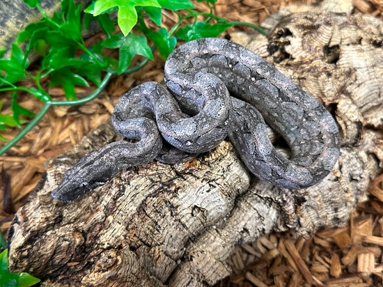 High Pink Argentine Boa Argentine Boa Constrictor by The Reptile Shop