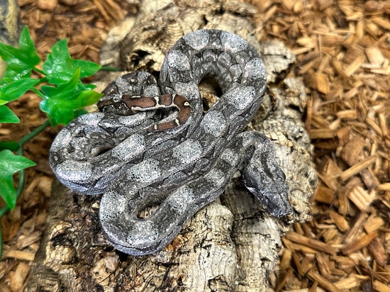 High Pink Argentine Boa Argentine Boa Constrictor by The Reptile Shop