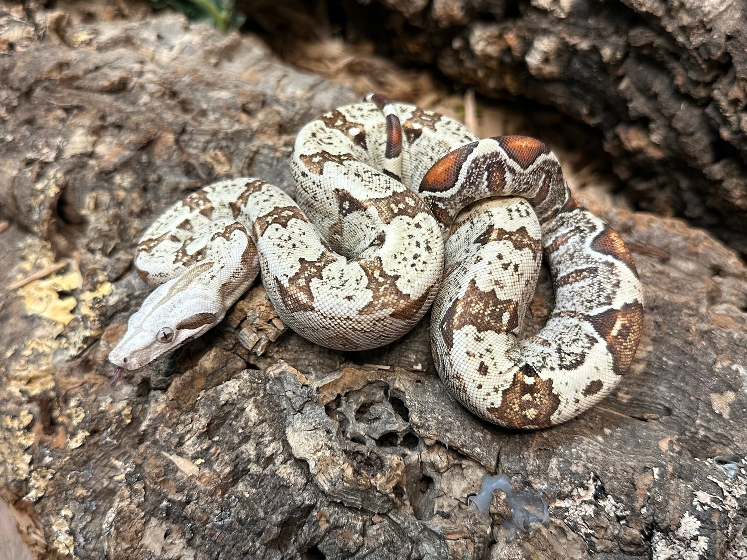 VPI T+ Boa Constrictor by The Reptile Shop - MorphMarket