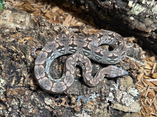 Dumerils Boa Dumeril's Boa by The Reptile Shop