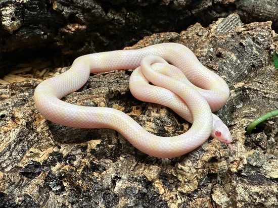Mega Extreme Pearl Het Crazy Honduran Milksnake Honduran Milk Snake by ...