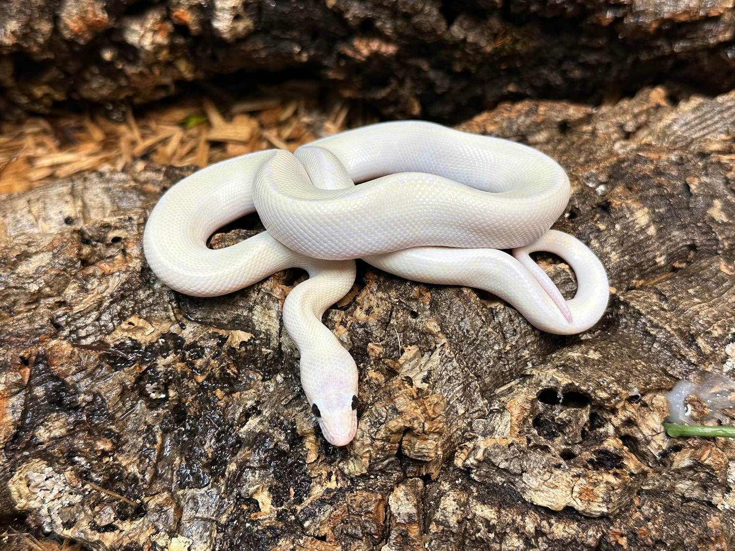 Leucistic Colombian Rainbow Boa by The Reptile Shop - MorphMarket