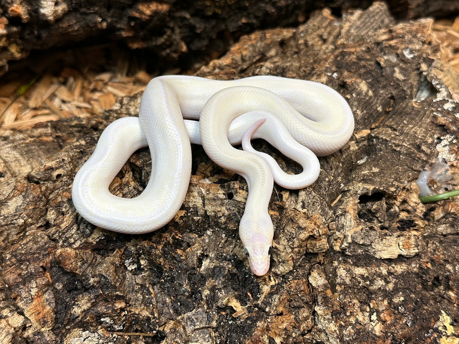 Leucistic (2 Different Color Eyes) Colombian Rainbow Boa by The Reptile ...