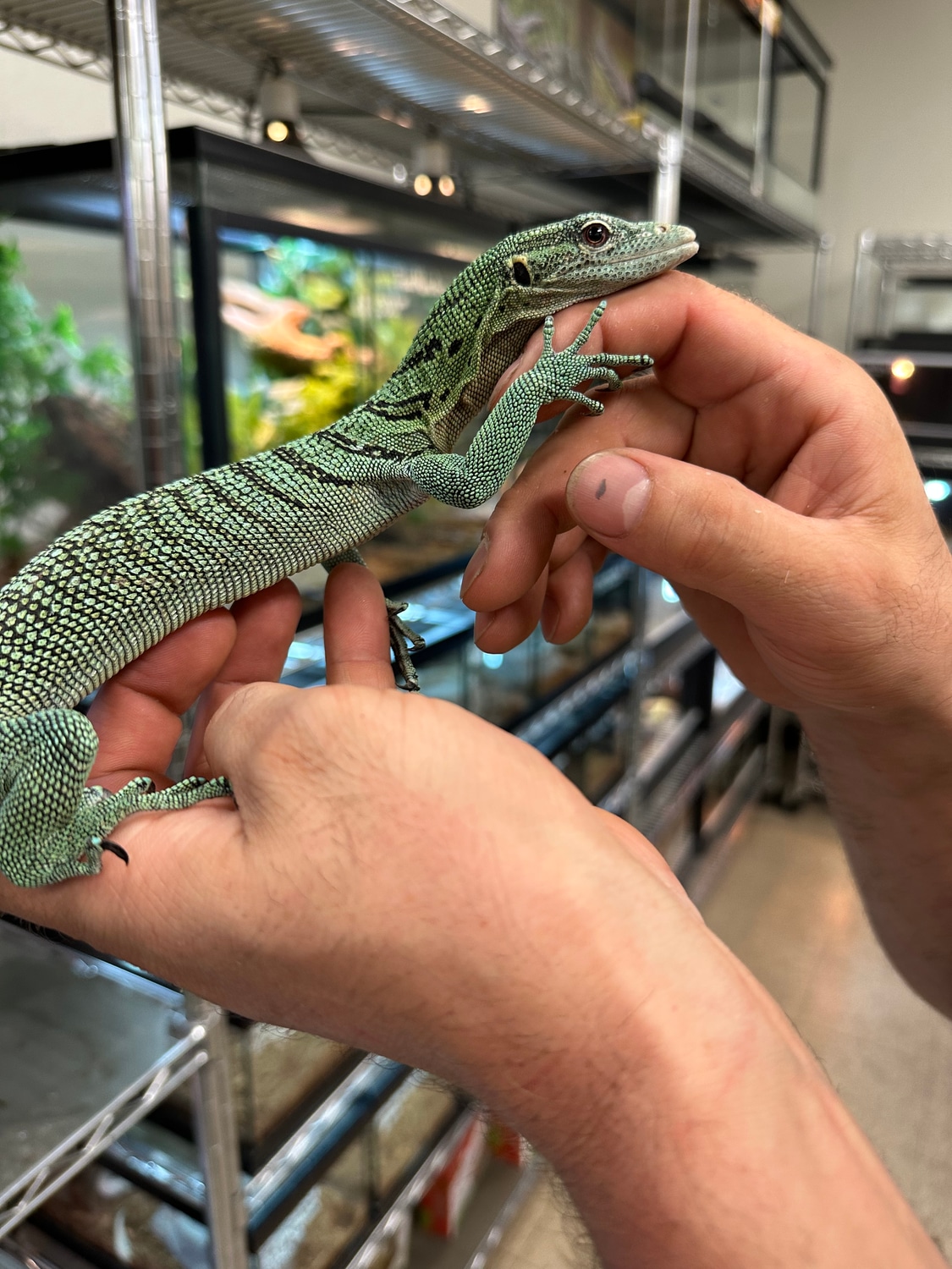 (Extremely Tame) Green Tree Monitor by The Reptile Shop - MorphMarket