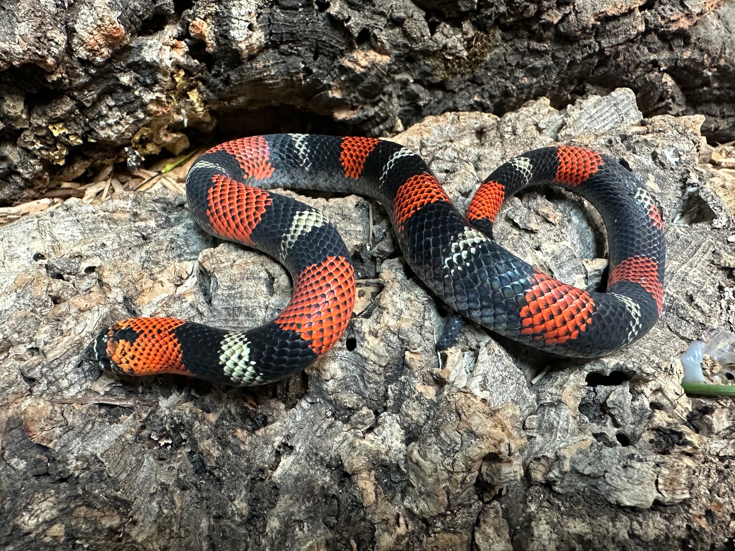 Tri-color Hognose by The Reptile Shop - MorphMarket