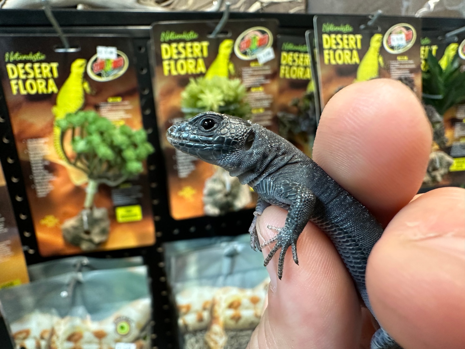 Melanistic Jeweled Lacertas More Lizard by The Reptile Shop - MorphMarket