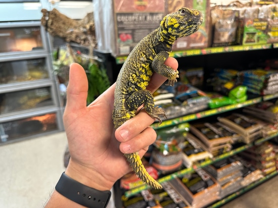 CB Yellow Nigerian Uromastyx Males More Lizard by The Reptile Shop