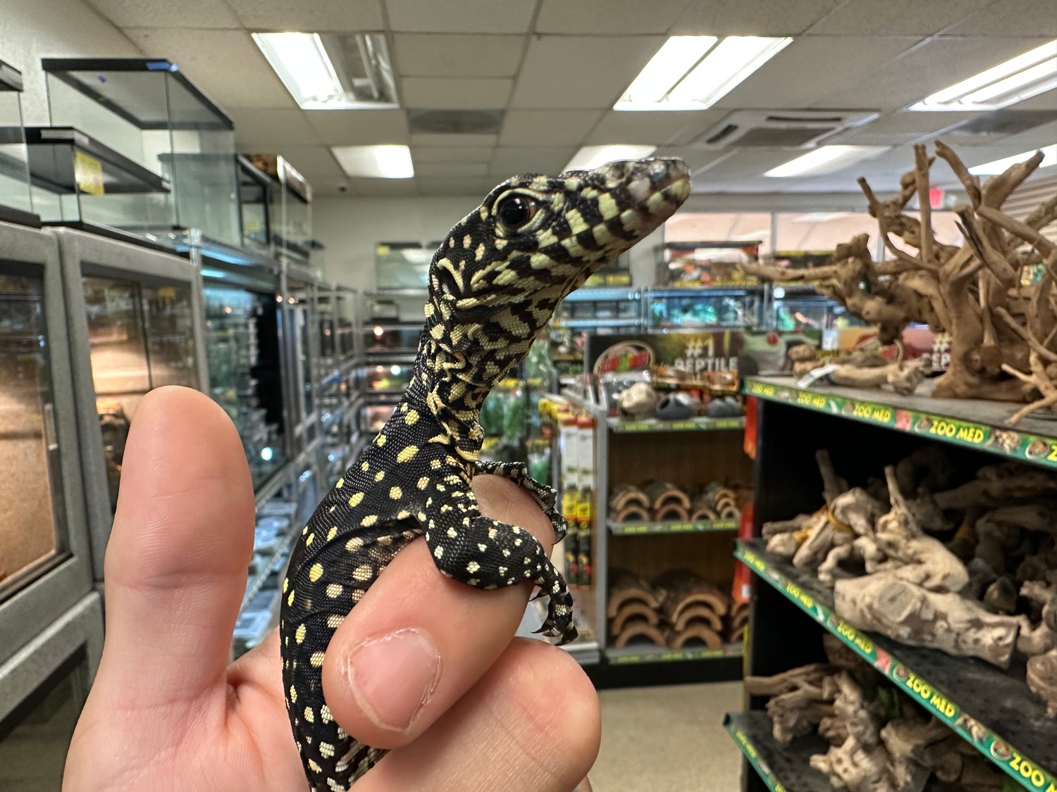 Cyclops Mountain Blue Tailed Monitor Other Monitor by The Reptile Shop ...