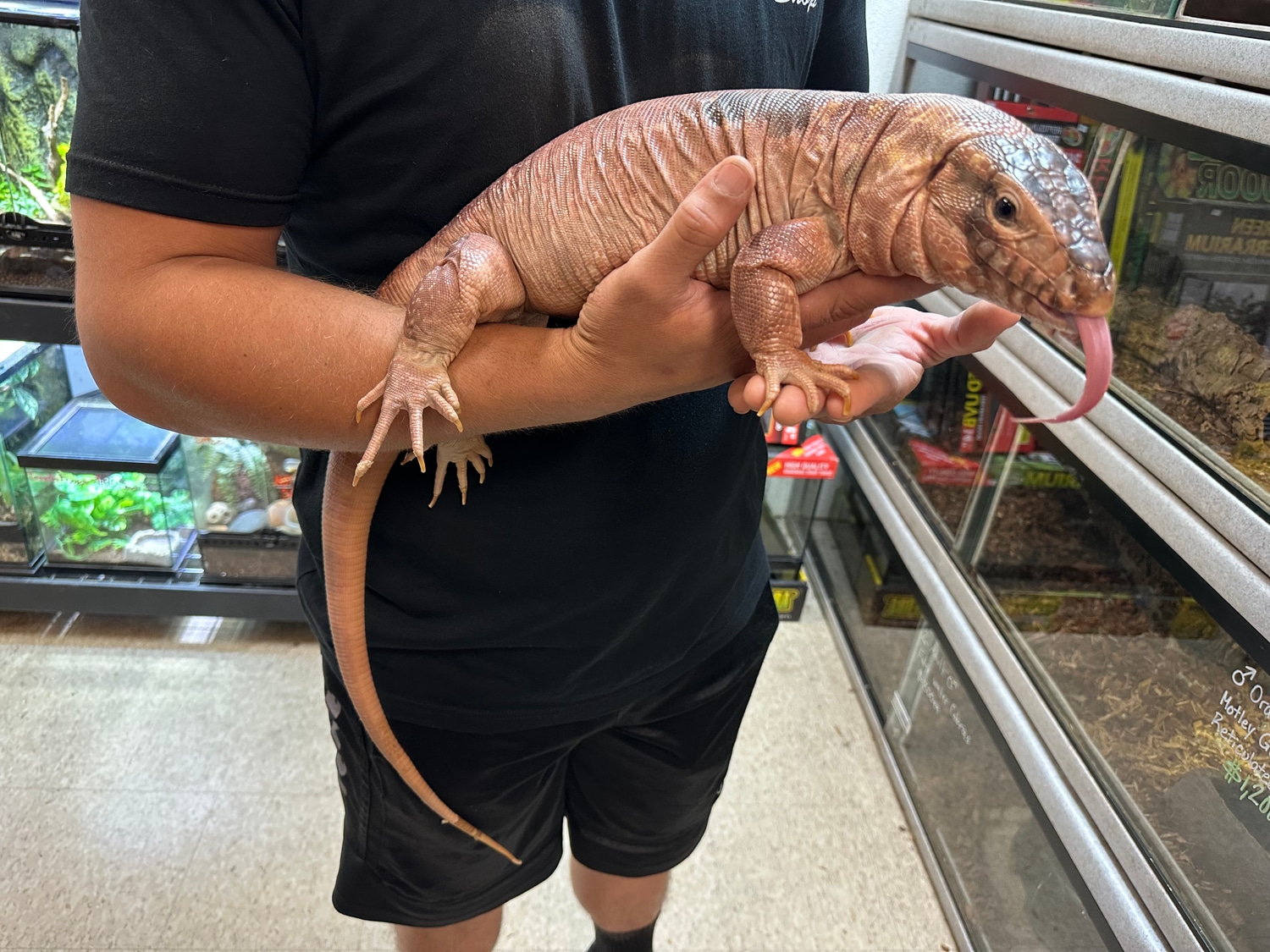 Red Tegu Adult Female Other Tegu by The Reptile Shop - MorphMarket