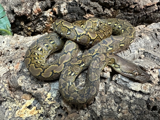 Pure Kayuadi Super Dwarf Reticulated Python by The Reptile Shop