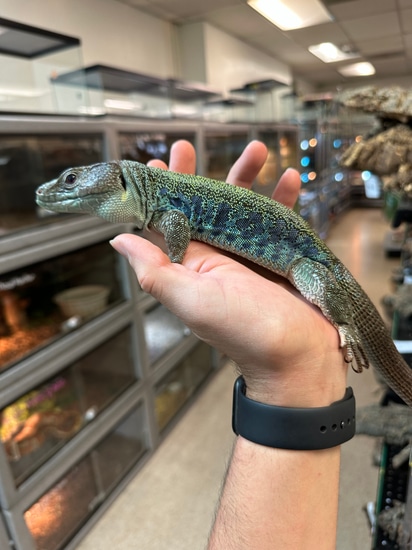 Jeweled Lacerta Proven Pair by The Reptile Shop