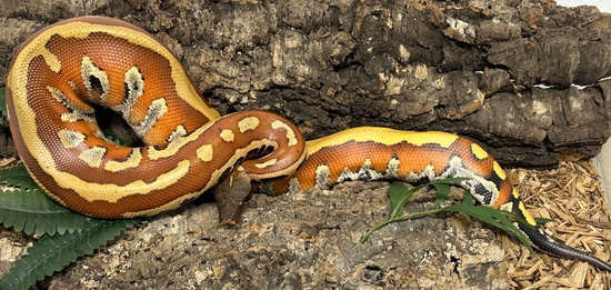 Martel Line X Manic Panic Line Blood Python by The Reptile Shop