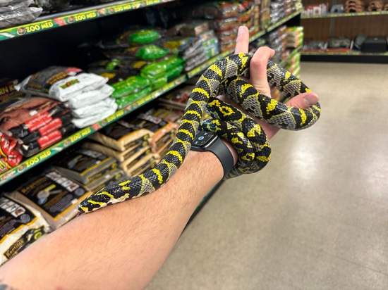 Mandarin Rat Snake 100% Het Axanthic by The Reptile Shop