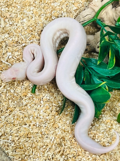 VPI Snow Ball Python by The Reptile Shop