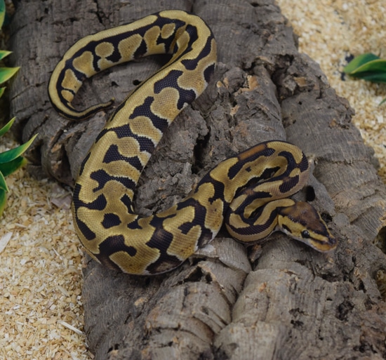 Vanilla Puzzle Het Ultramel Ball Python by The Reptile Shop