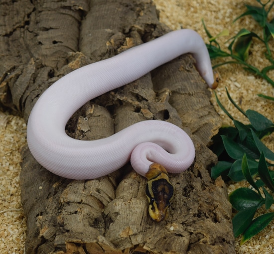 Pied Het Ultramel Ball Python by The Reptile Shop