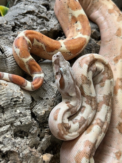 VPI Chun Ku Sunglow 66% Het Blood Boa Boa Constrictor by The Reptile Shop