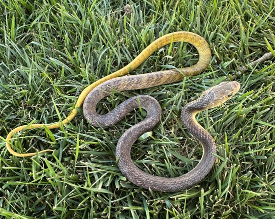 Yellow Tail Cribo (Suriname Locale) Cribo & Indigo Snakes by The ...