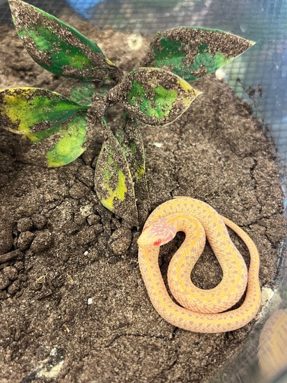 Albino Granite Garter Snake by The Reptile Shop