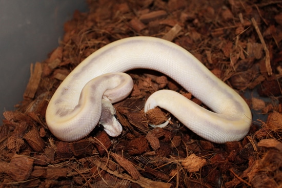 Hypo Bamboo Champagne Ball Python by The Reptile Temple