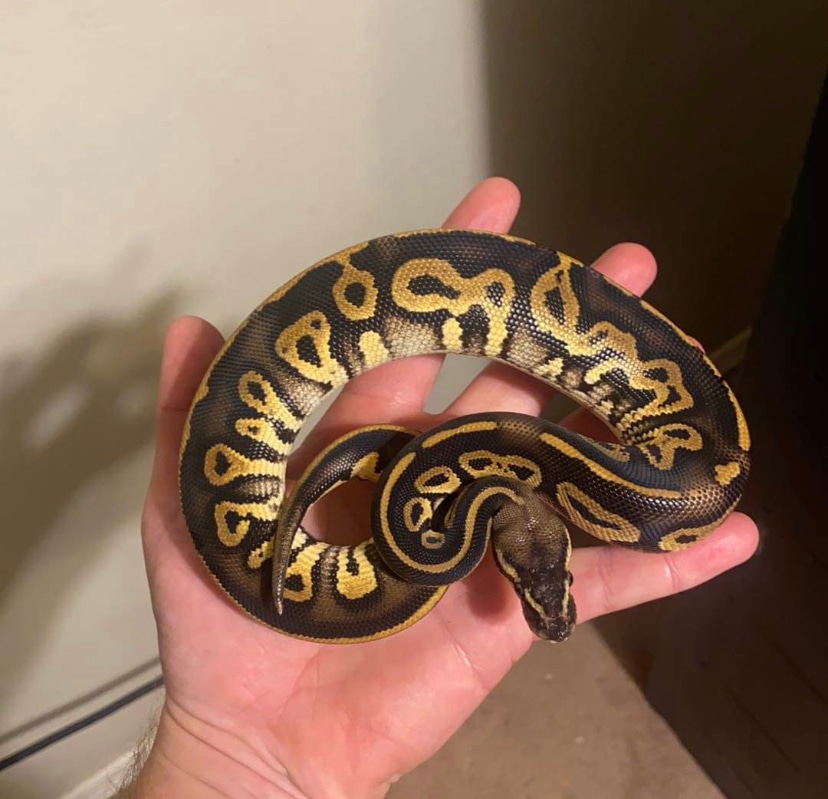 Orange Dream Blackhead Leopard Mystic 50%het Pied Ball Python by The ...