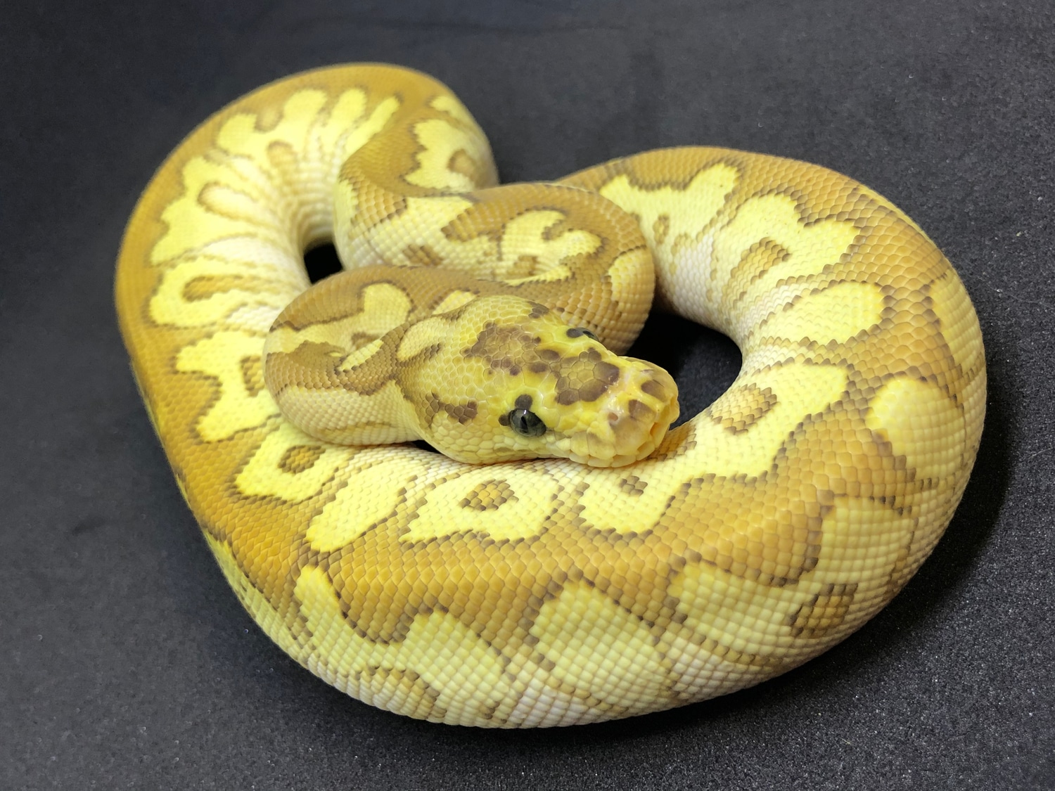 Lesser Spotnose Clown Ball Python by The Reptile Ward - MorphMarket