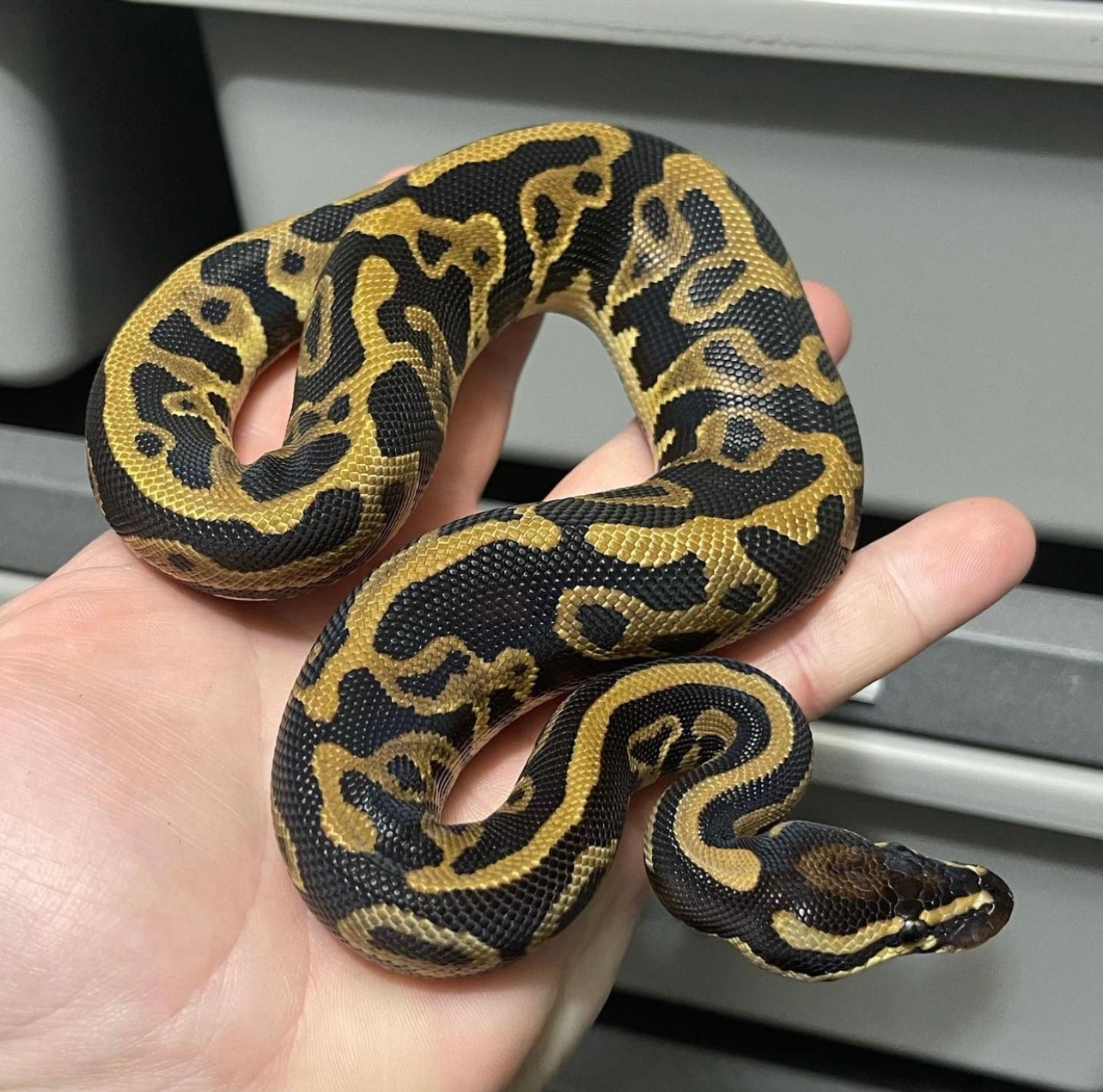 Leopard YB Het DG 50% Het Pied Ball Python by The Reptile Ward ...
