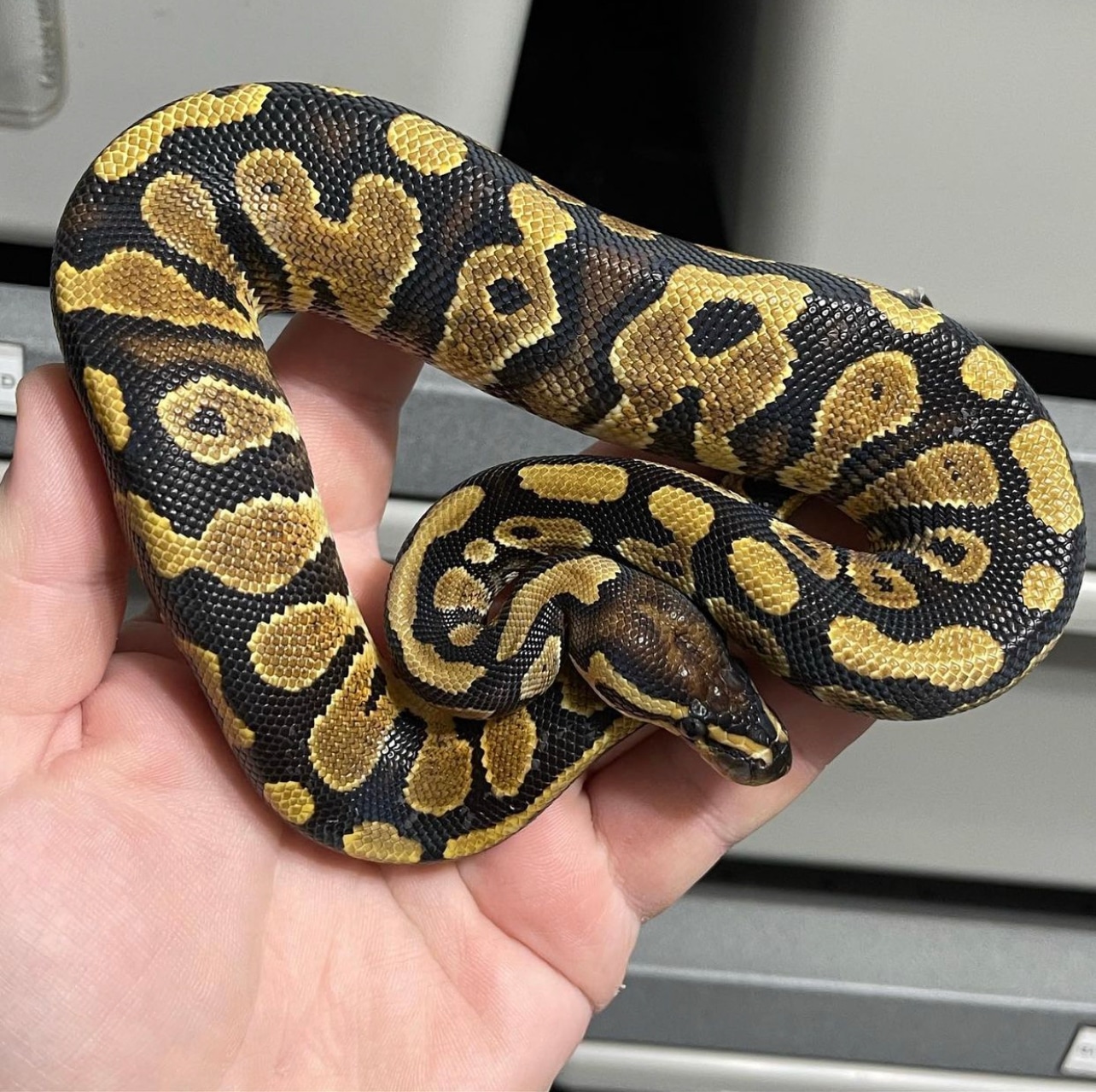 Asphalt Het Pied Ball Python by The Reptile Ward - MorphMarket