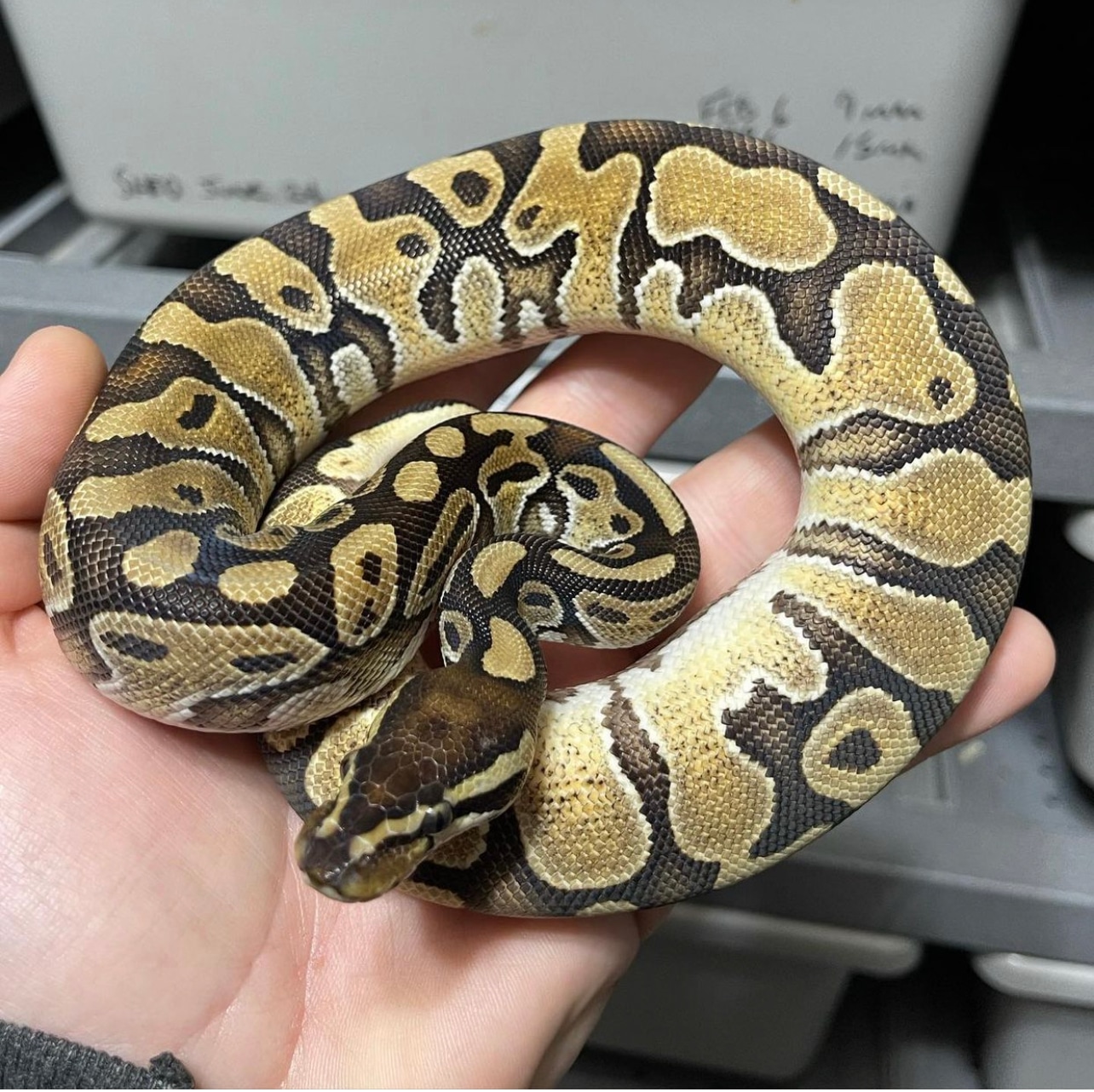 Enchi HRA ODYB Het Pied Ball Python by The Reptile Ward - MorphMarket
