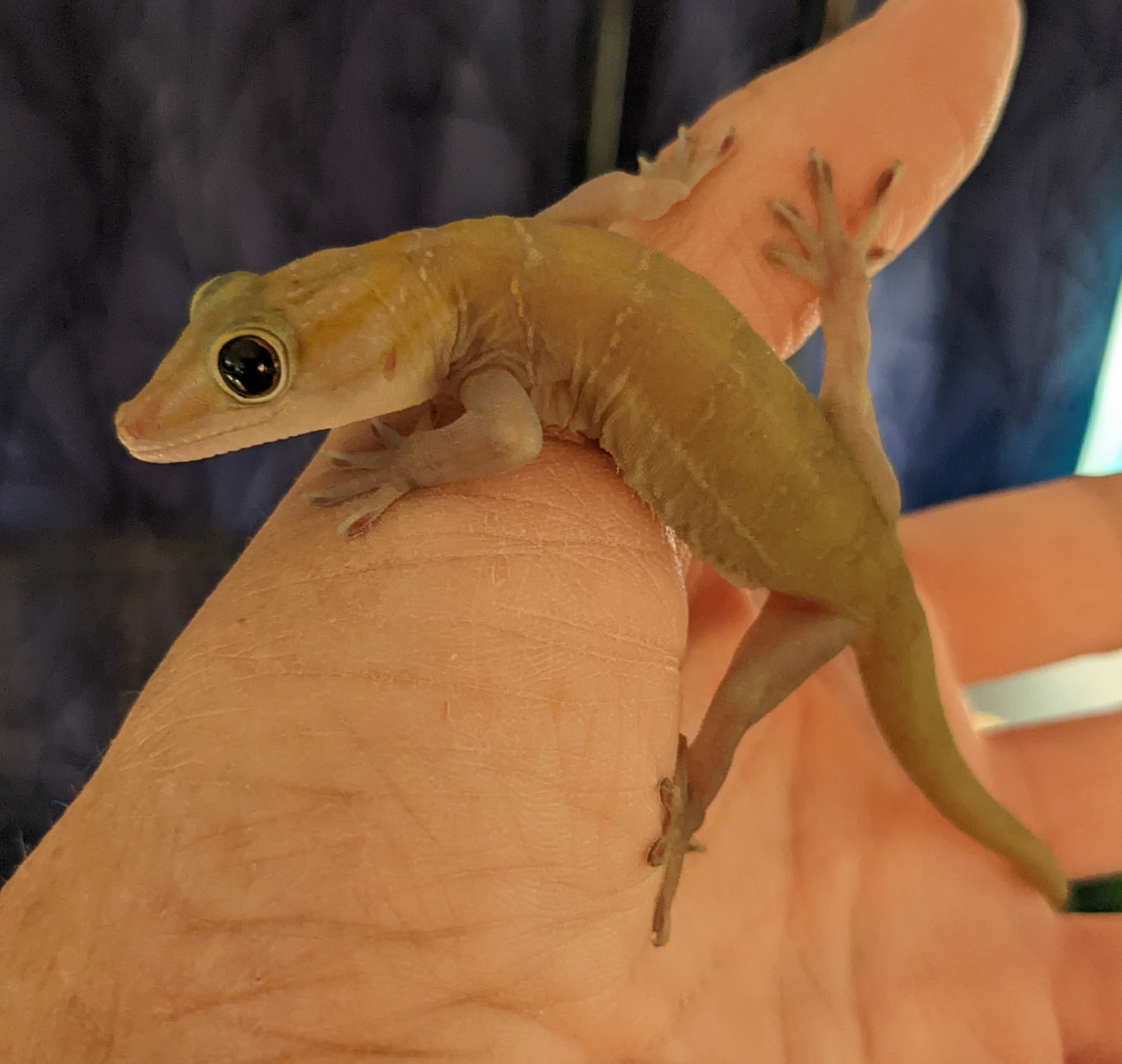 Golden Gecko Other Gecko by The Reptile Whisperer - MorphMarket