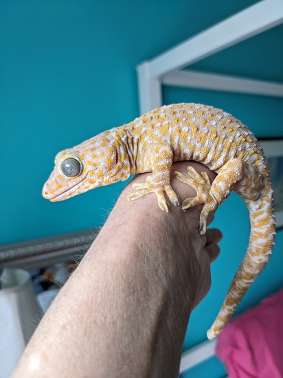 Caramel Albino Blue/green Eyes Tokay Gecko by The Reptile Whisperer