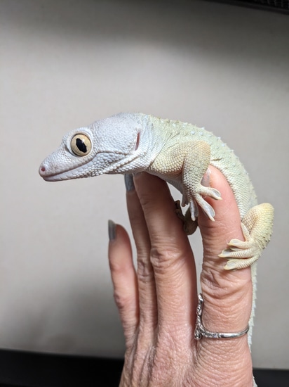 CBB Blue Head Green Tokay Gecko by The Reptile Whisperer