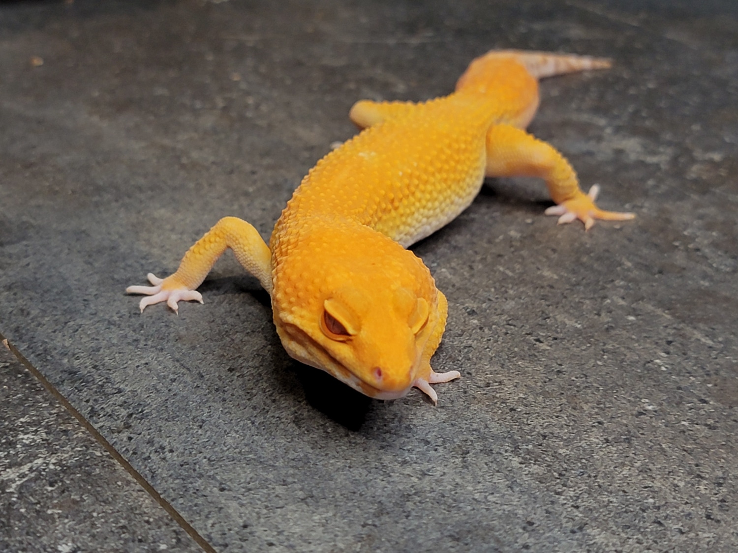 Imported Red Devil Leopard Gecko by The ReptiSpot - MorphMarket