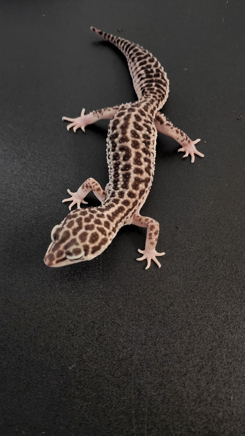 Super Snow Leopard Gecko by The ReptiSpot - MorphMarket