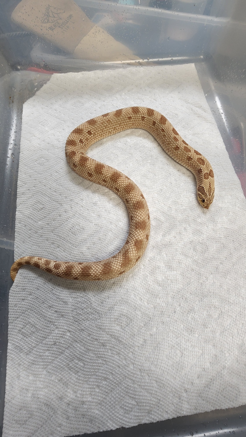 Evans Hypo Conda Western Hognose by The ReptiSpot - MorphMarket