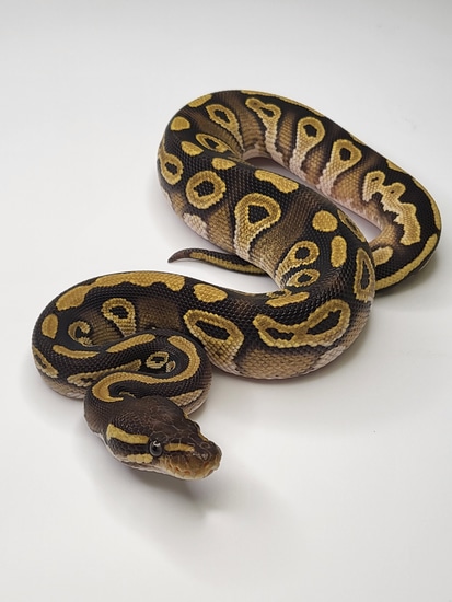 Mojave Het Pied Ball Python by The ReptiSpot - MorphMarket