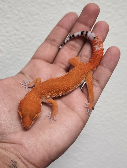 Mandarin Korean Line Leopard Gecko by The ReptiSpot
