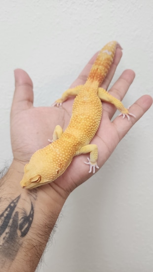 Red Devil Leopard Gecko by The ReptiSpot