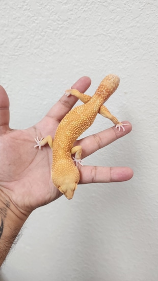 Red Devil Leopard Gecko by The ReptiSpot