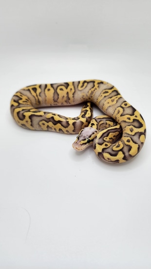 SuperFly DH Hypo/Clown Ball Python by The ReptiSpot, LLC