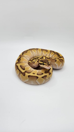Enchi Butter DH Hypo Clown Ball Python by The ReptiSpot, LLC